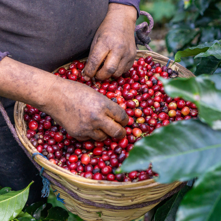 OUR STORY – Con Todo Coffee